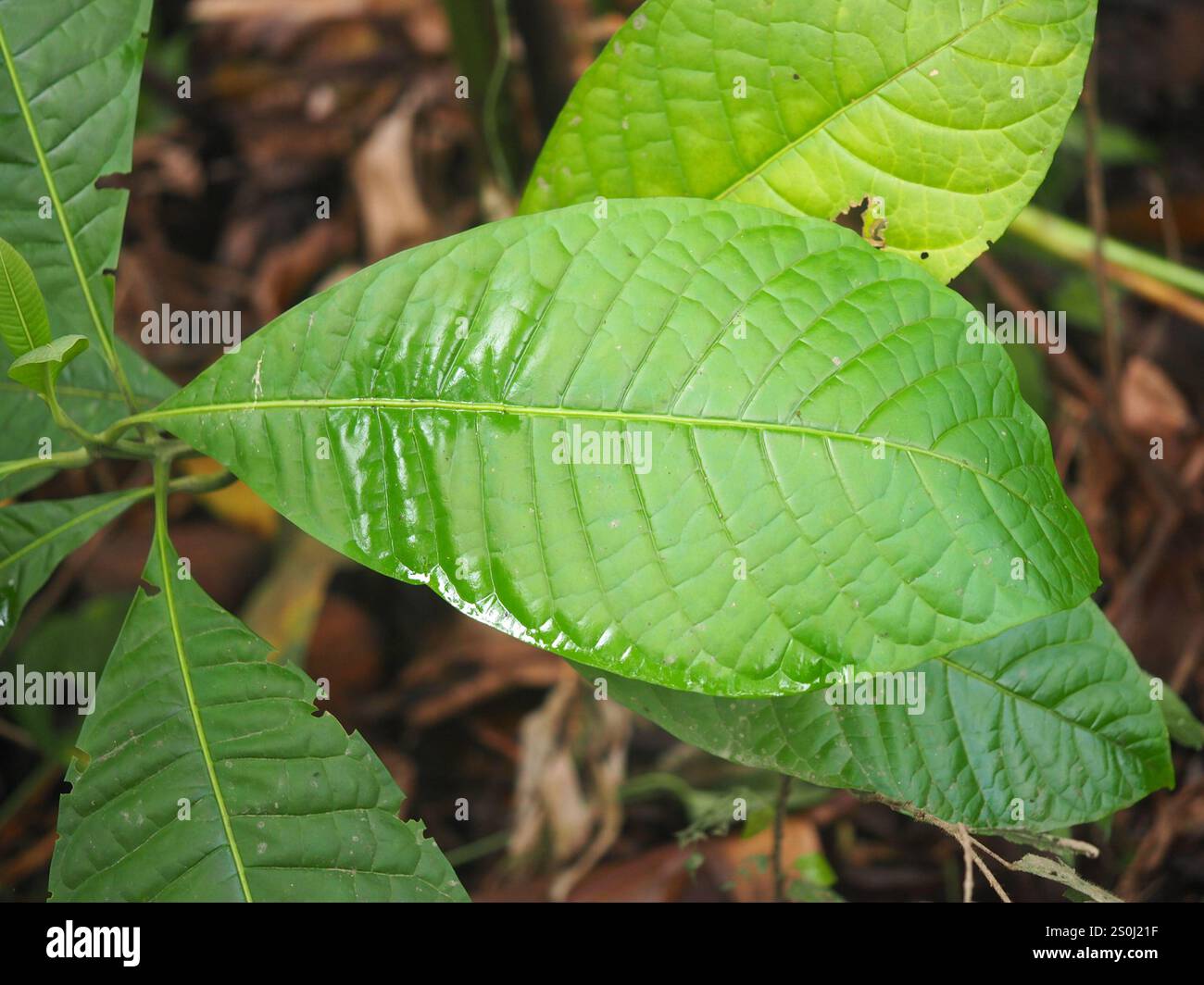 Genipap Tree (Genipa americana Stock Photo - Alamy