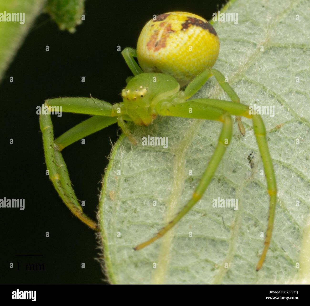Triangle Crab Spider (Ebrechtella tricuspidata Stock Photo - Alamy