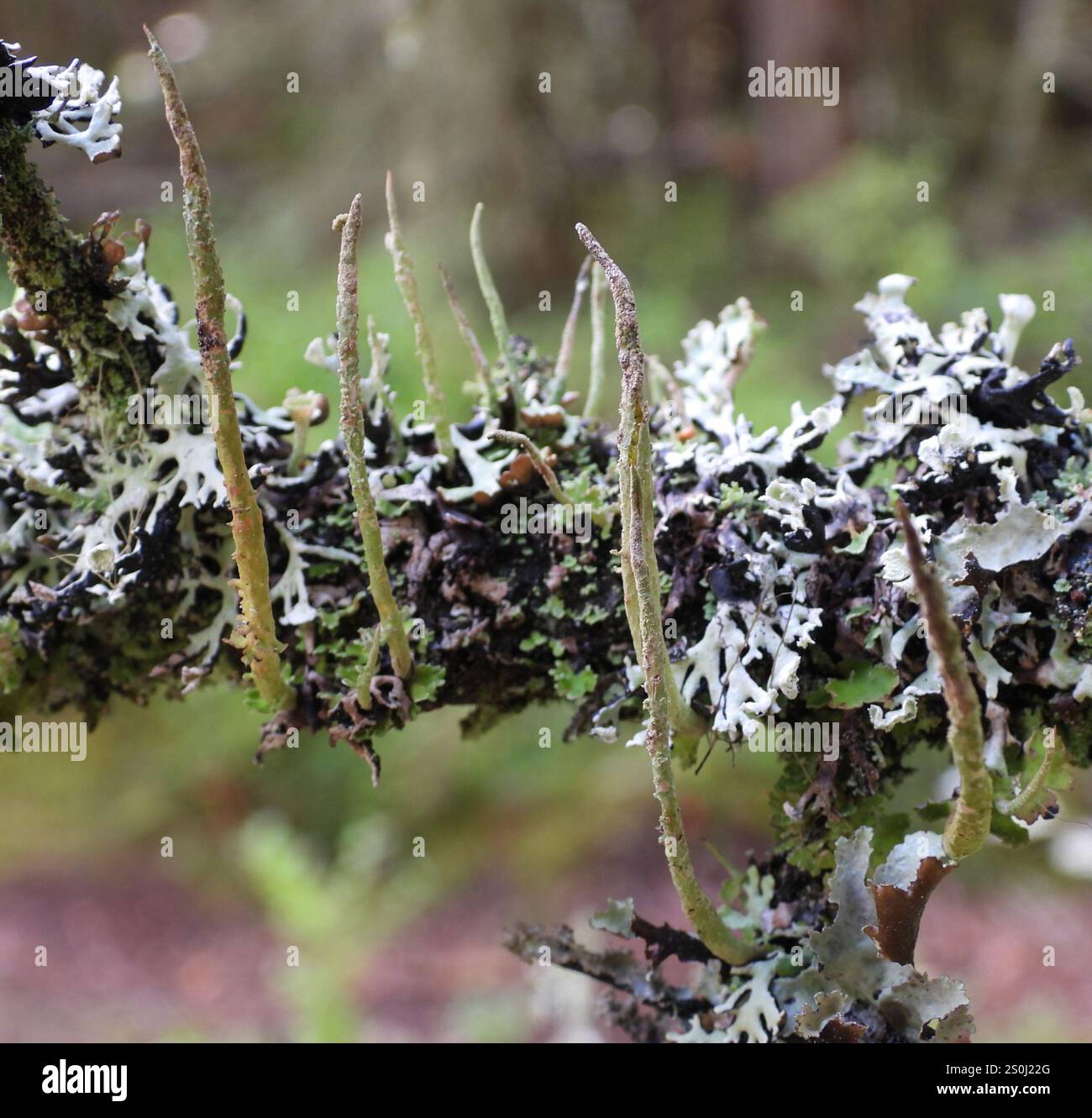 Bighorn Pixie Lichen (Cladonia cornuta cornuta Stock Photo - Alamy