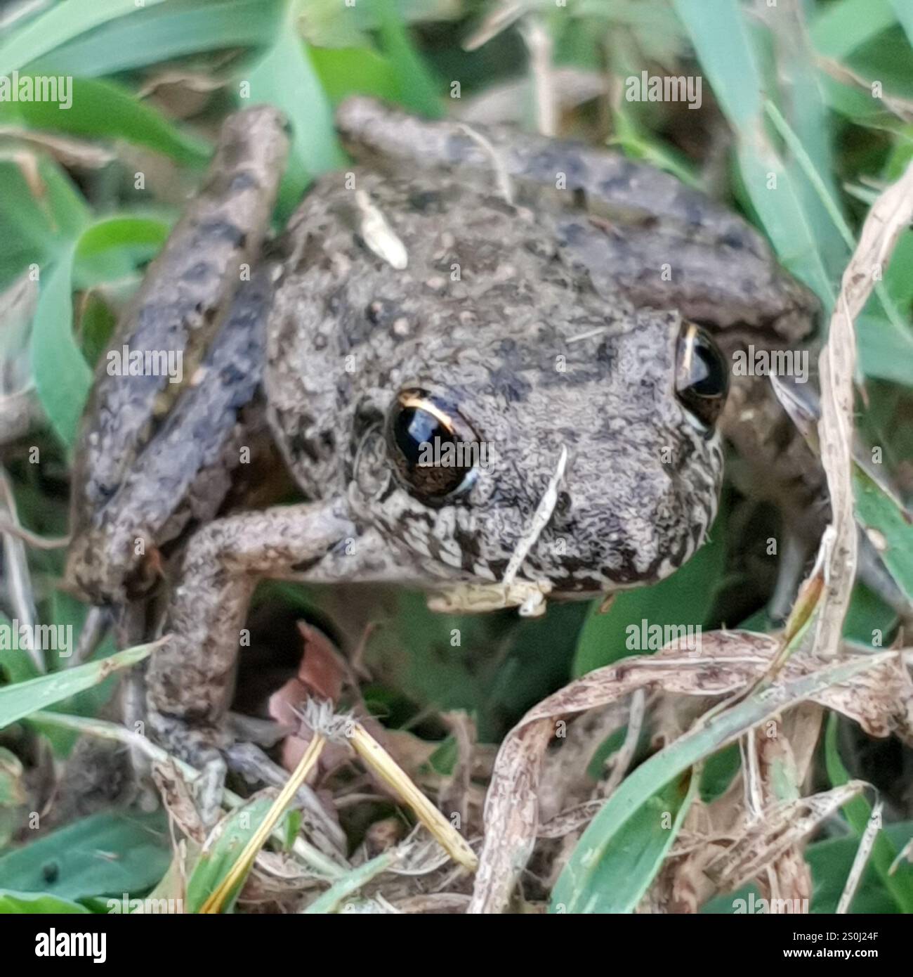 Litoria inermis hi-res stock photography and images - Alamy