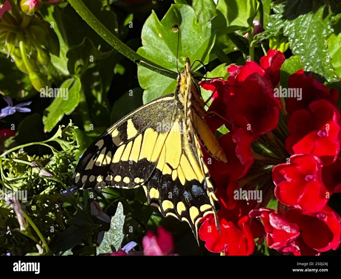 Oregon Swallowtail (Papilio bairdii oregonia Stock Photo - Alamy