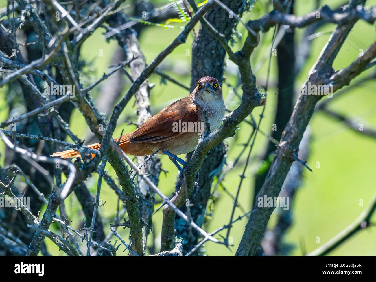 A Greater Thornbird (Phacellodomus ruber) perched in a tree. State of ...
