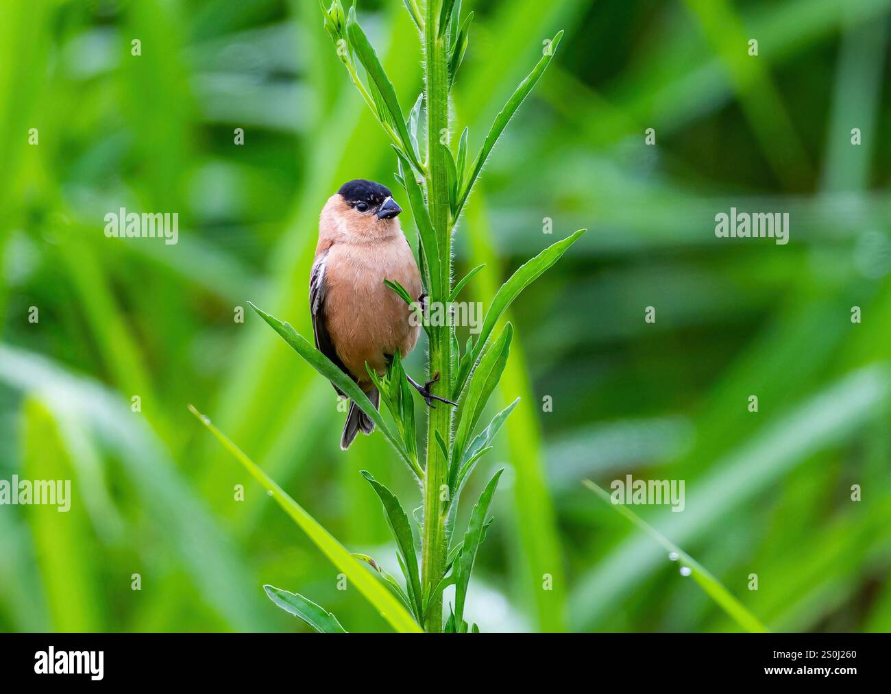 A Copper Seedeater (Sporophila bouvreuil) perched on a bush. State of ...