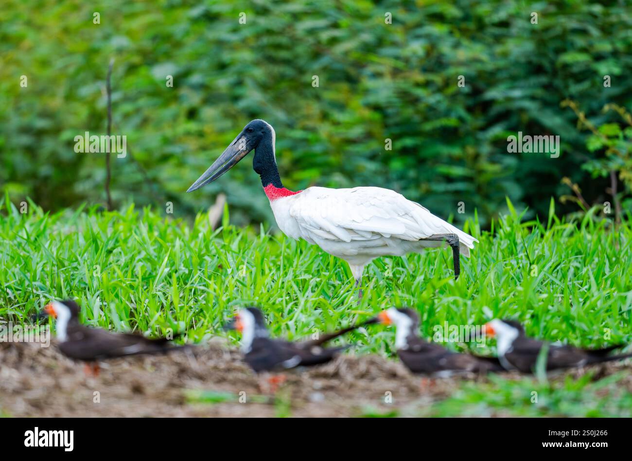 A Jabiru (Jabiru mycteria) foraging in a marsh. State of São Paulo ...