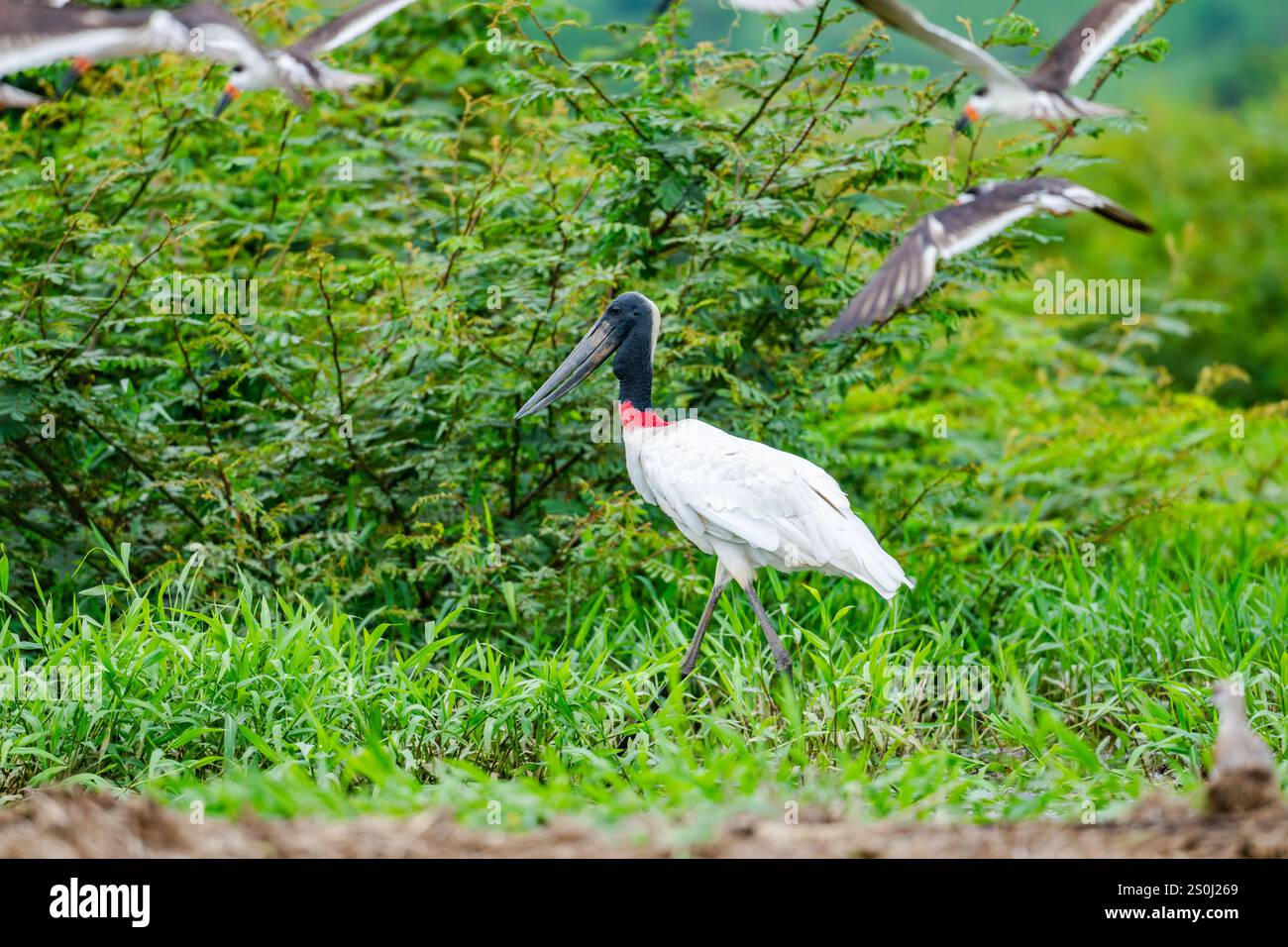 A Jabiru (Jabiru mycteria) foraging in a marsh. State of São Paulo ...