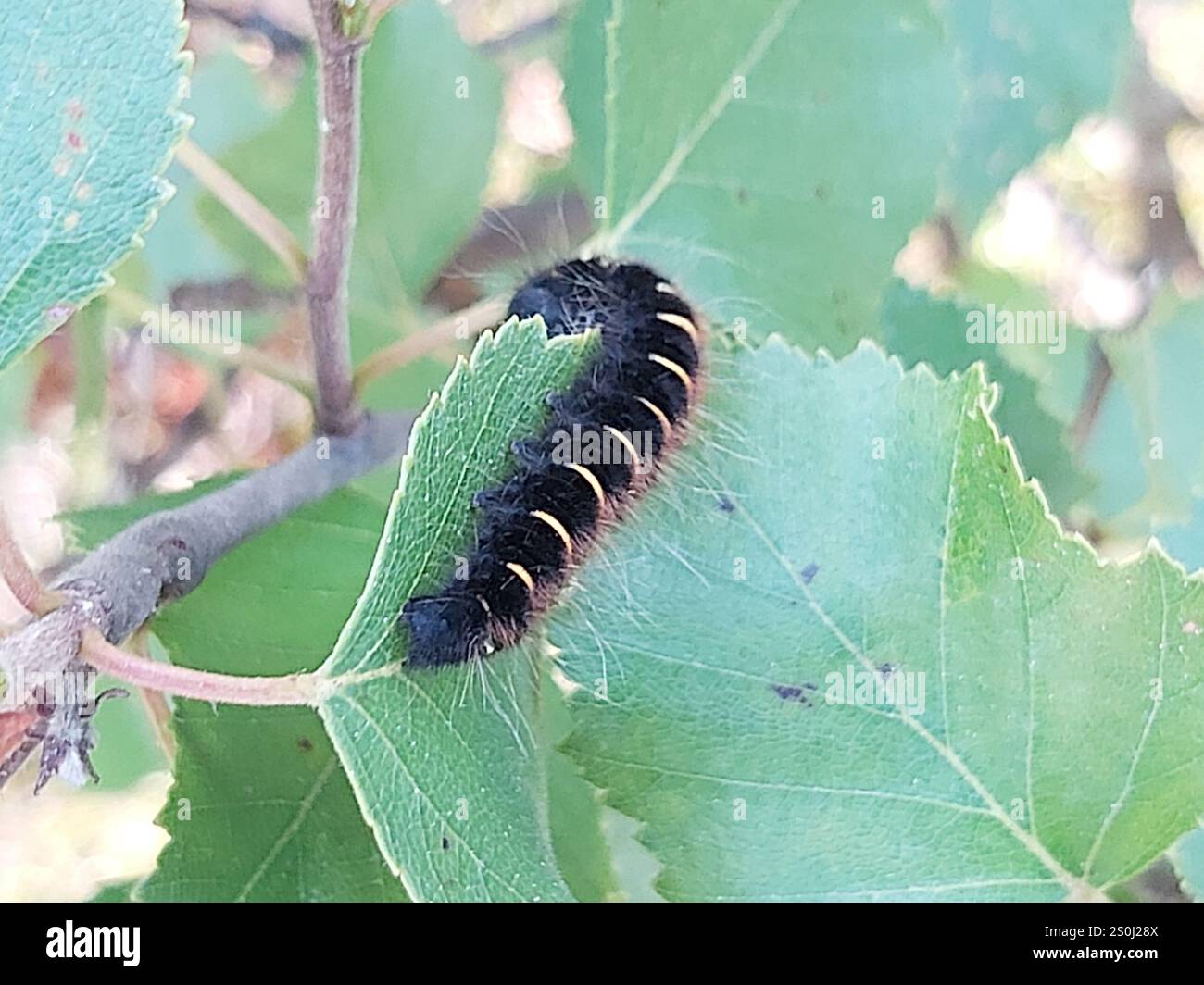 Fox Moth (Macrothylacia rubi Stock Photo - Alamy