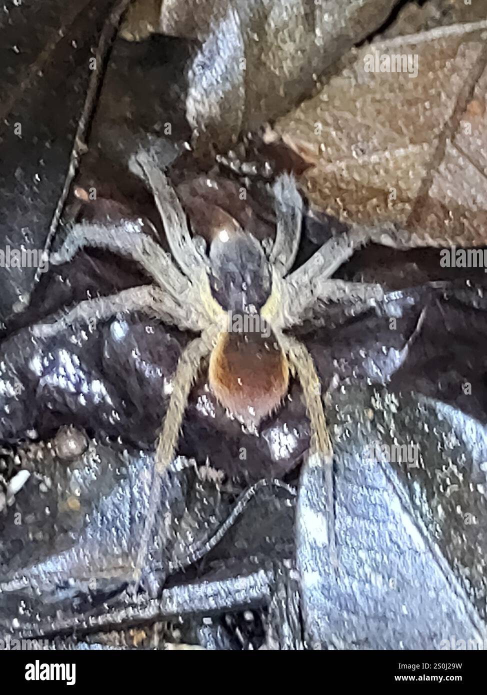 Tropical Wandering Spiders (Ctenus Stock Photo - Alamy