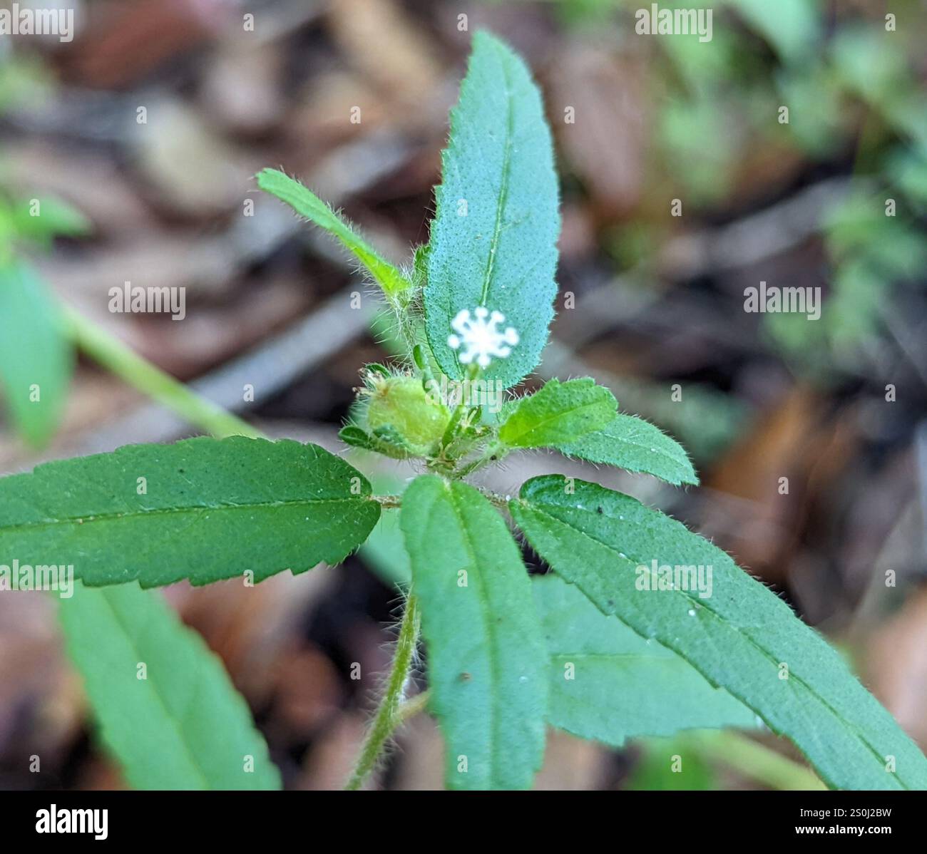 sand croton (Croton glandulosus septentrionalis Stock Photo - Alamy