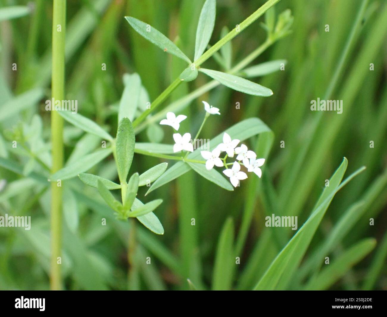 Common Marsh-bedstraw (Galium palustre Stock Photo - Alamy