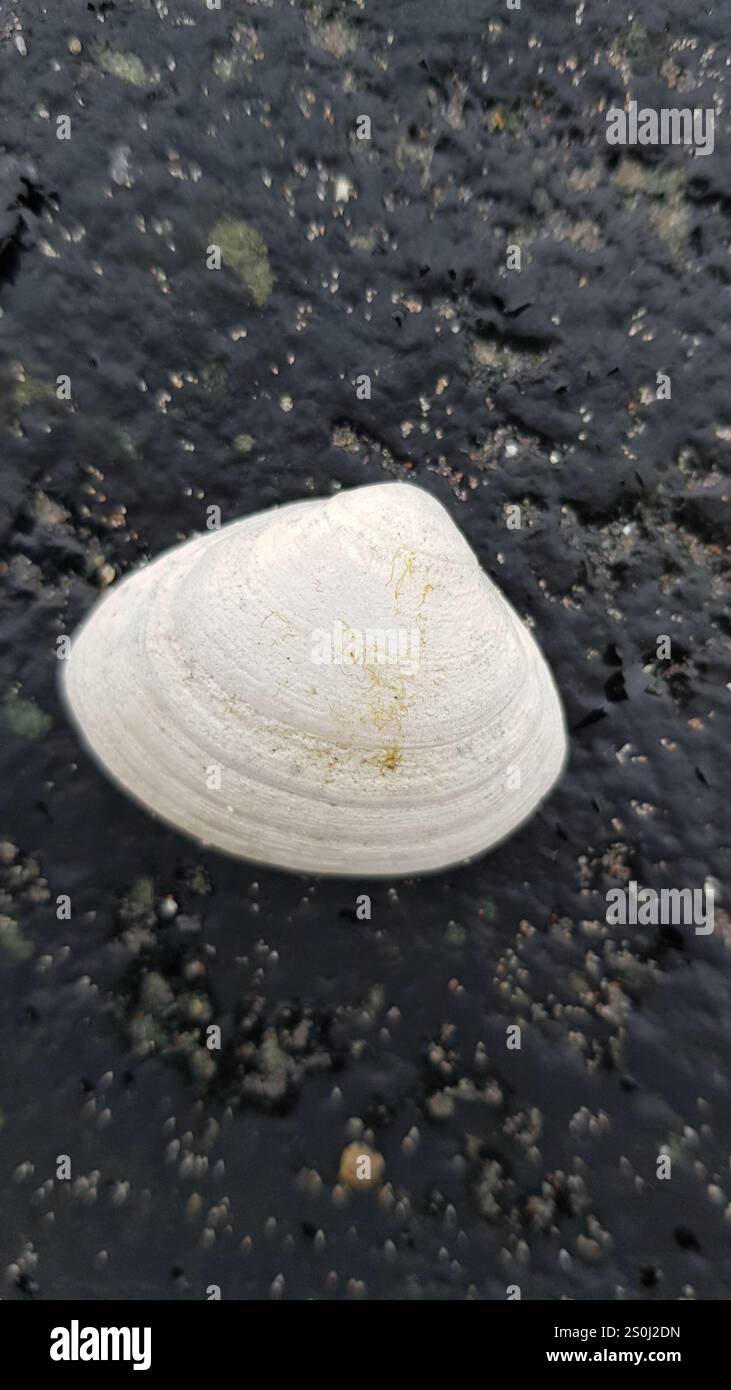 Cut Trough Shell (Spisula subtruncata Stock Photo - Alamy