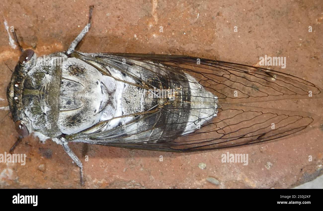 Northern Dusk-singing Cicada (Megatibicen grossa Stock Photo - Alamy