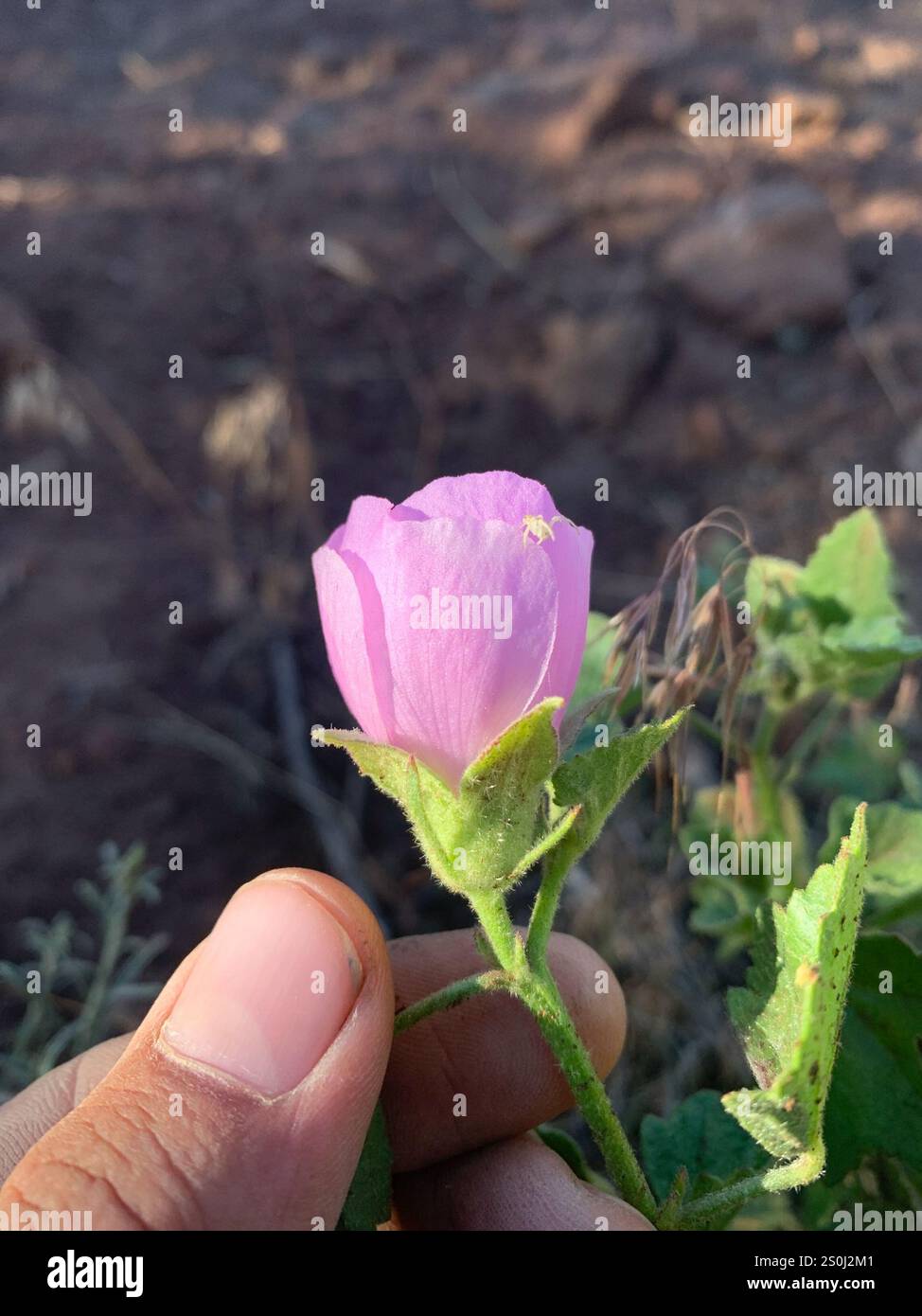 Baker's globe mallow (Iliamna bakeri Stock Photo - Alamy