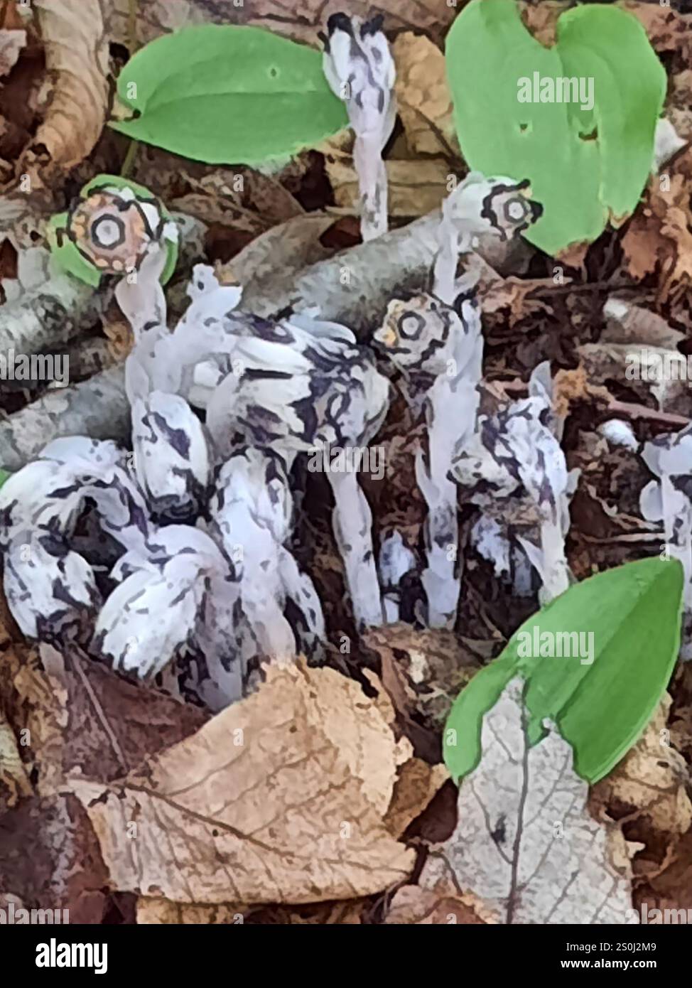 Ghost Pipe (Monotropa uniflora Stock Photo - Alamy