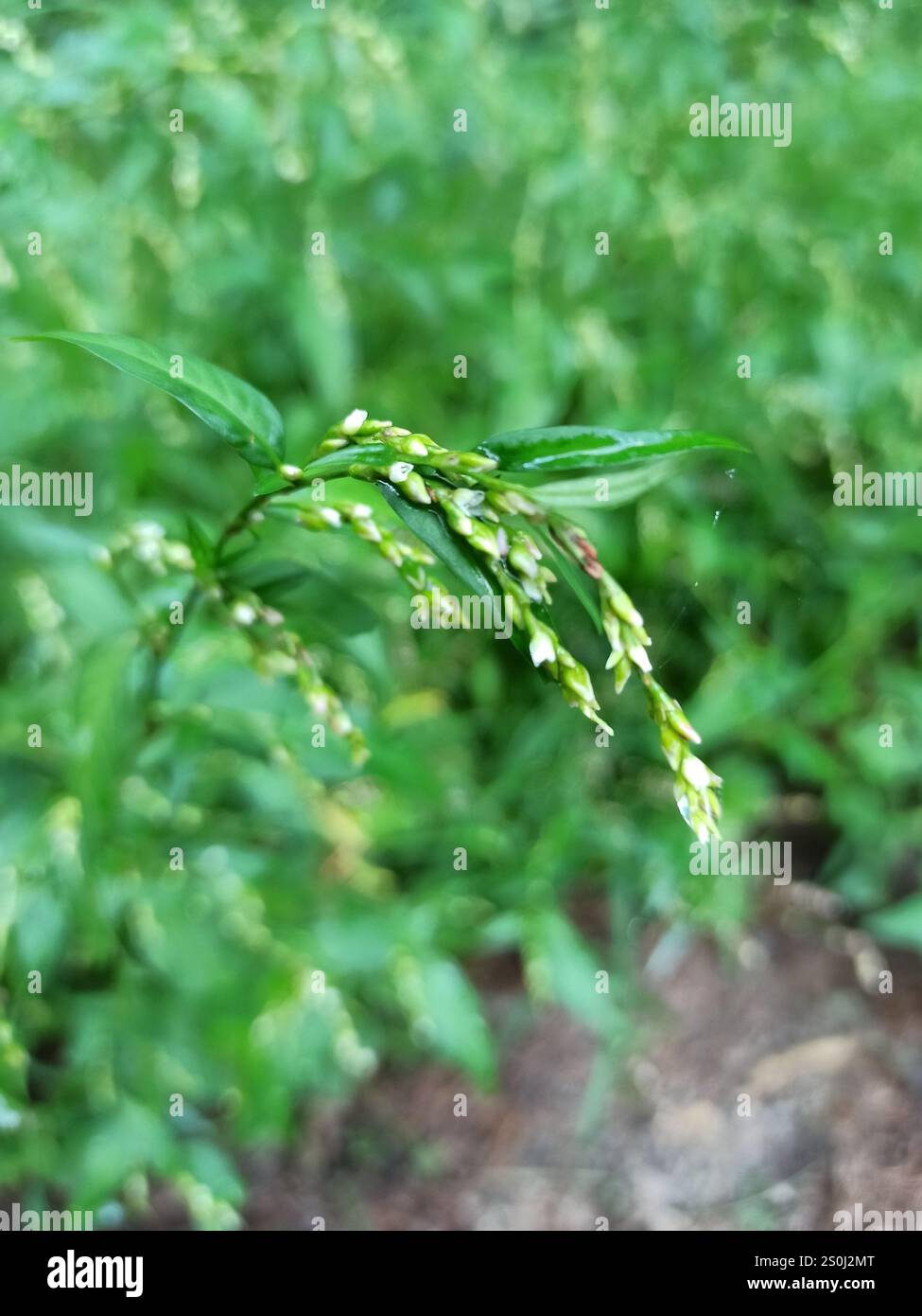 waterpepper (Persicaria hydropiper Stock Photo - Alamy