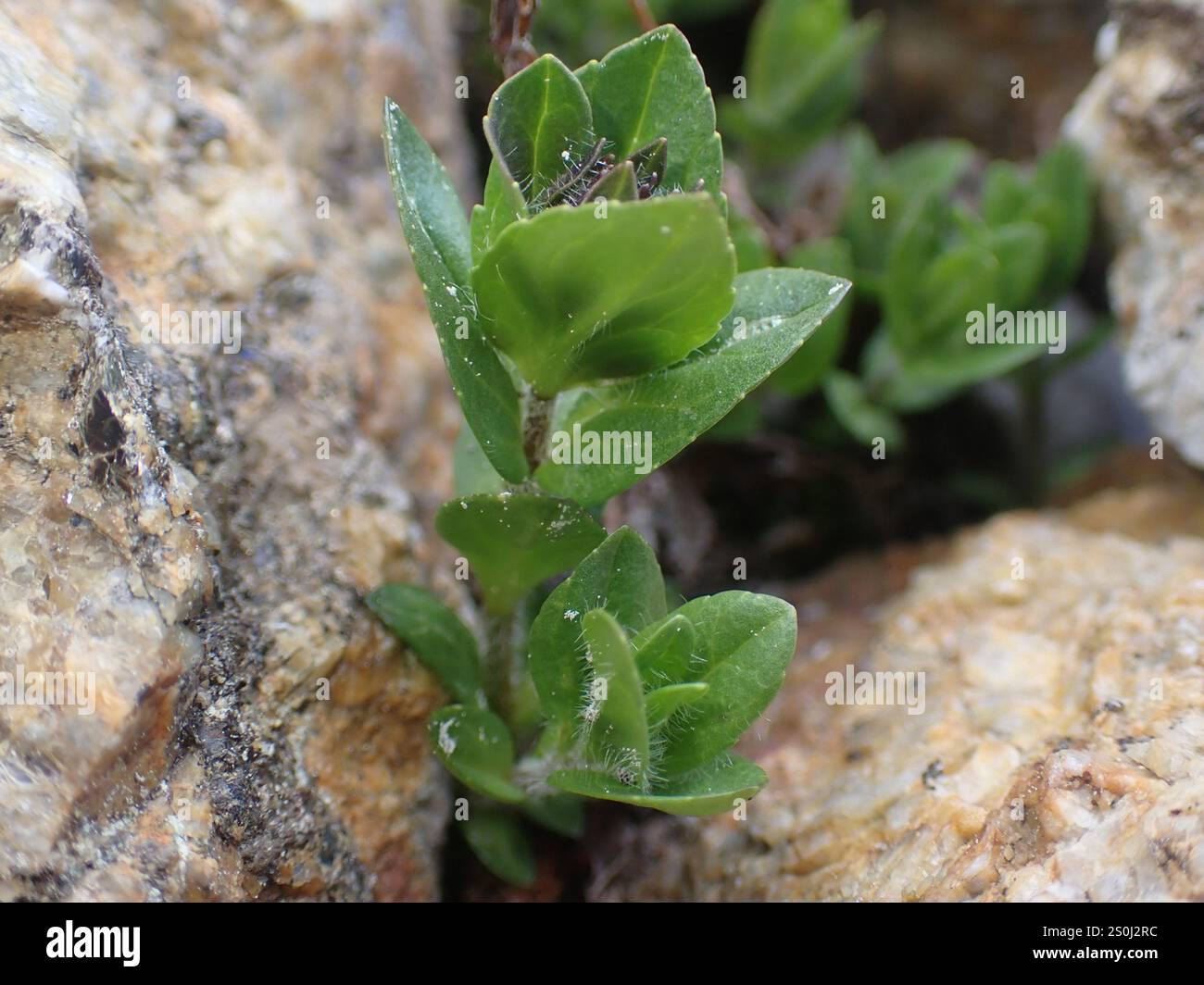 American alpine speedwell (Veronica wormskjoldii Stock Photo - Alamy