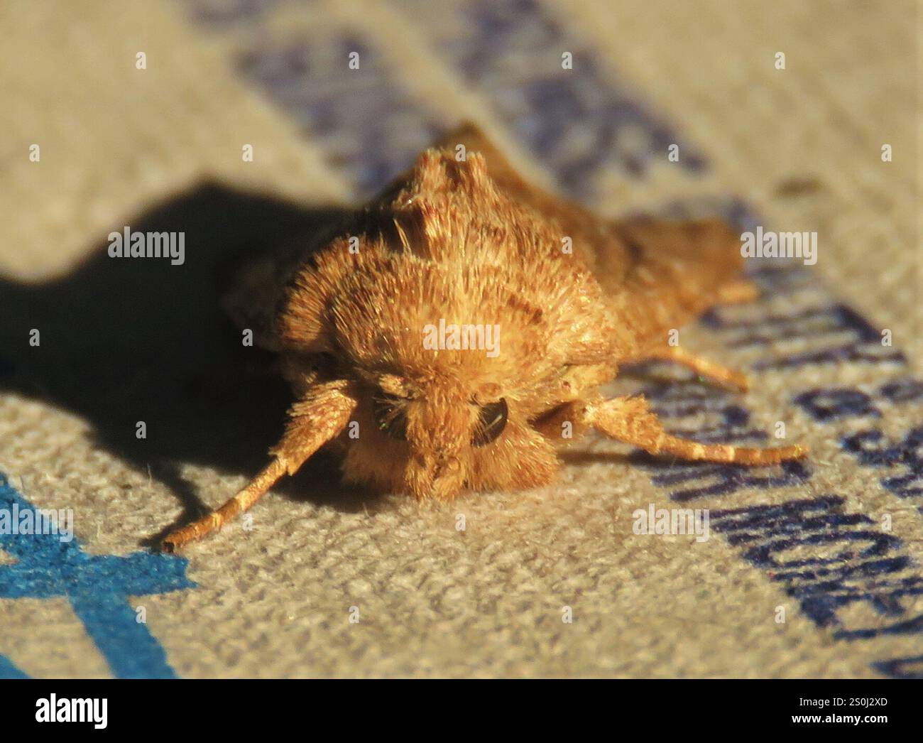 Cutworms and Dart Moths (Noctuinae Stock Photo - Alamy