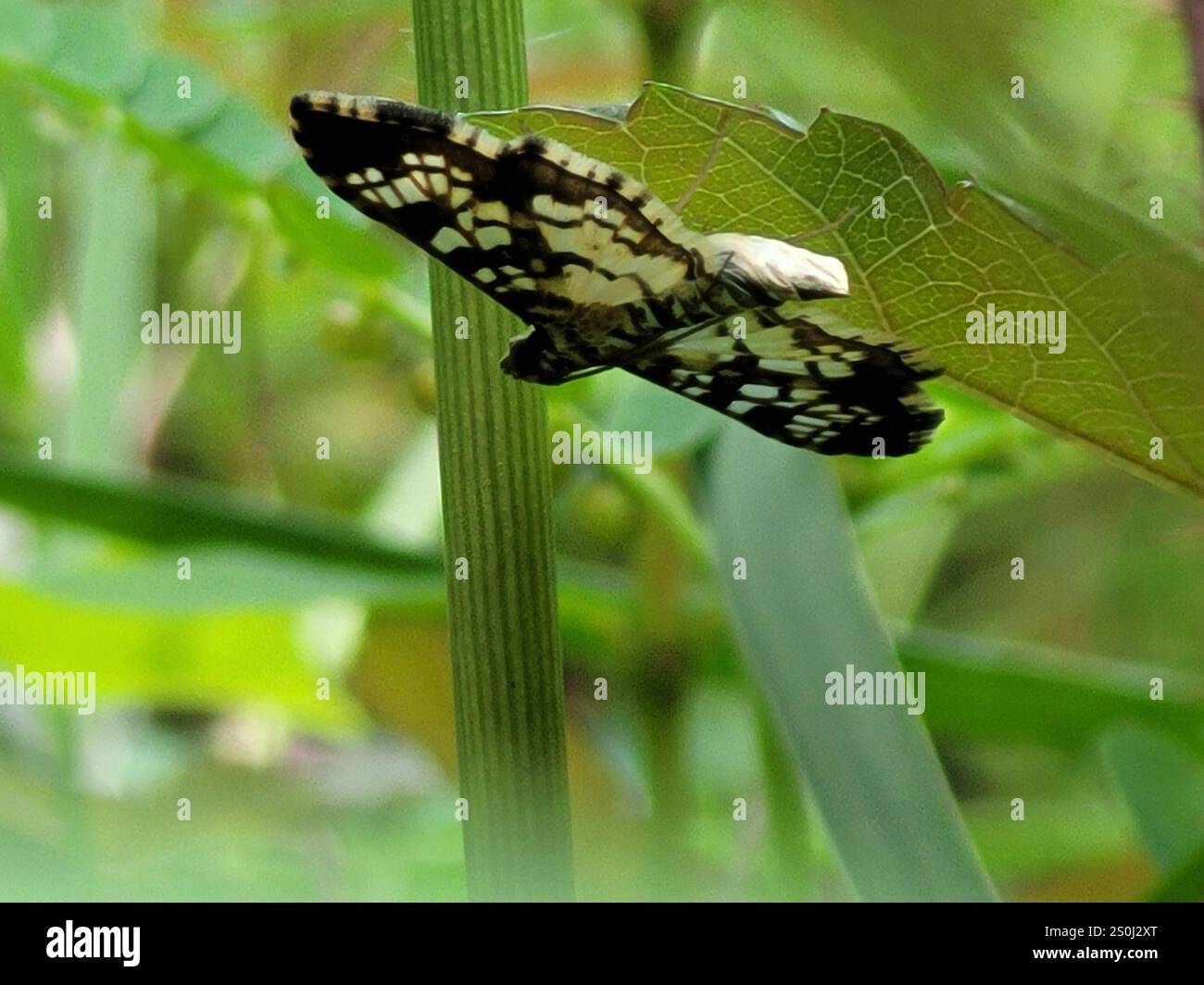 Stained-glass Moth (Samea castellalis Stock Photo - Alamy