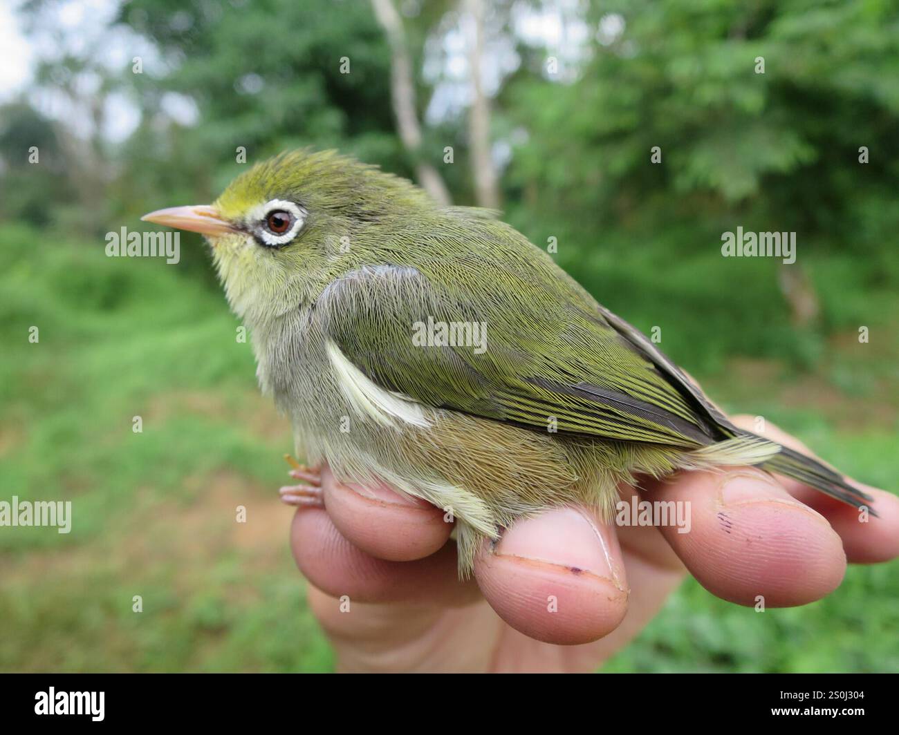 São Tomé White-eye (Zosterops feae Stock Photo - Alamy
