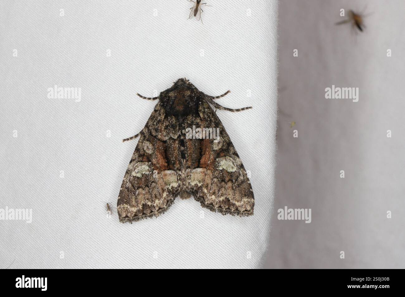 Wandering Brocade Moth (Fishia illocata Stock Photo - Alamy