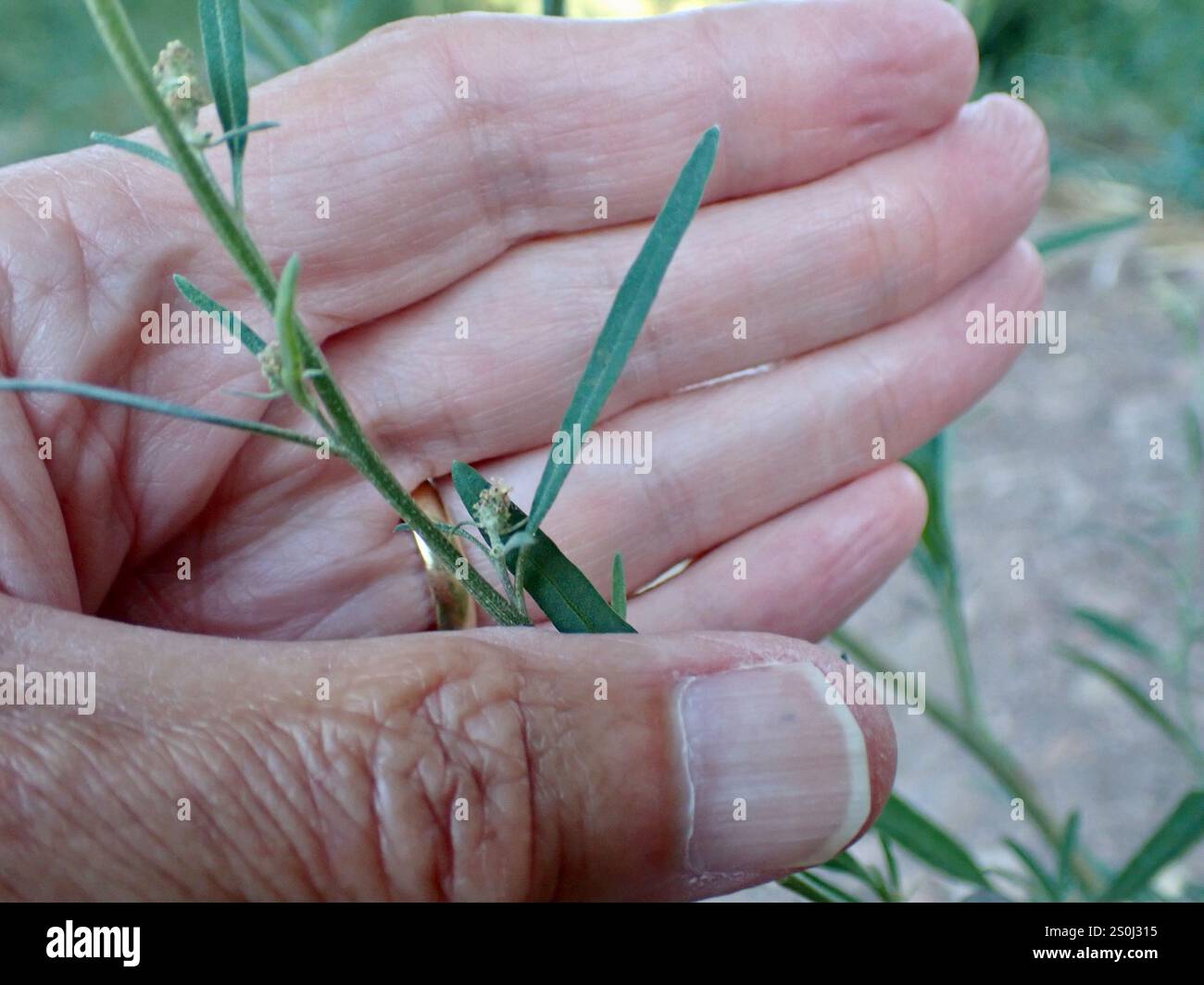 Grass-leaved Orache (Atriplex littoralis Stock Photo - Alamy