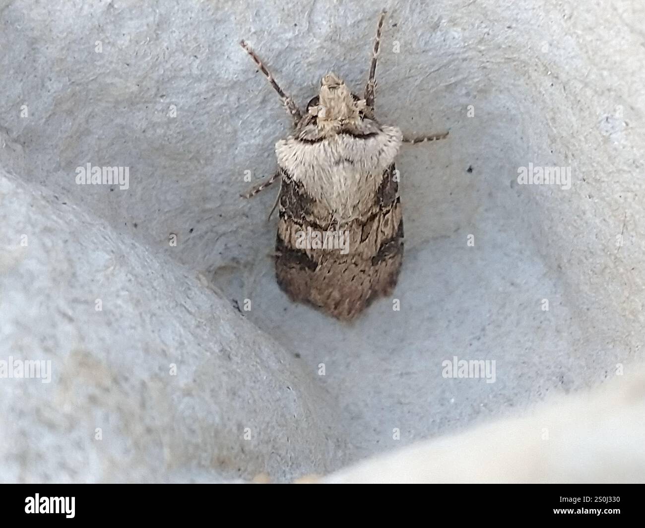 Shuttle-shaped Dart (Agrotis puta Stock Photo - Alamy