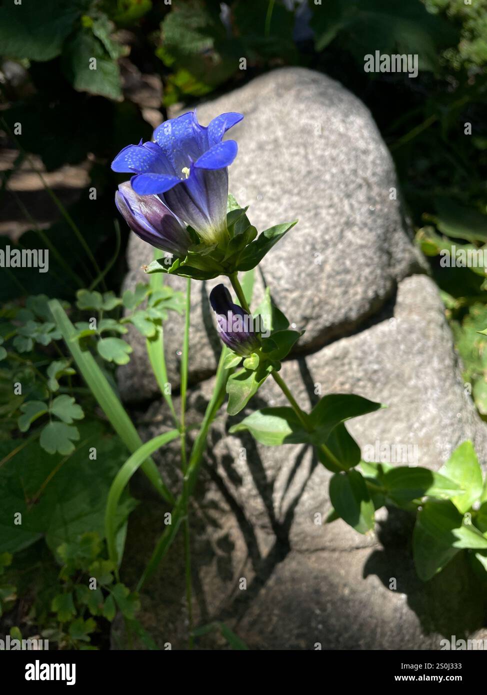 Mountain Bog Gentian (Gentiana calycosa Stock Photo - Alamy