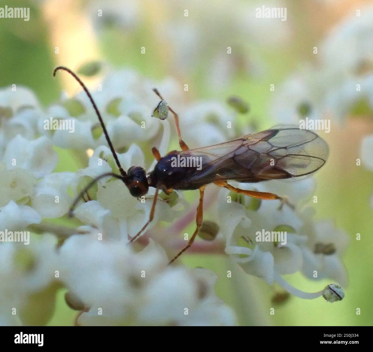 Braconid Wasps (Braconidae Stock Photo - Alamy