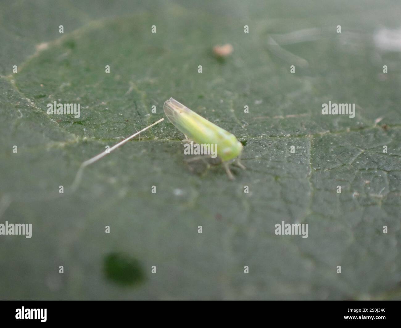Typical Leafhoppers (Cicadellidae Stock Photo - Alamy