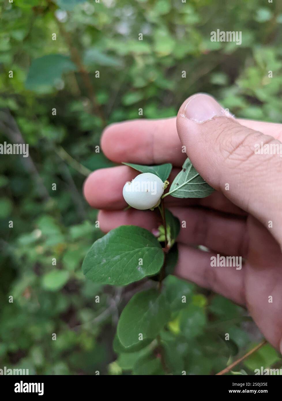 Common Snowberry (Symphoricarpos albus Stock Photo - Alamy