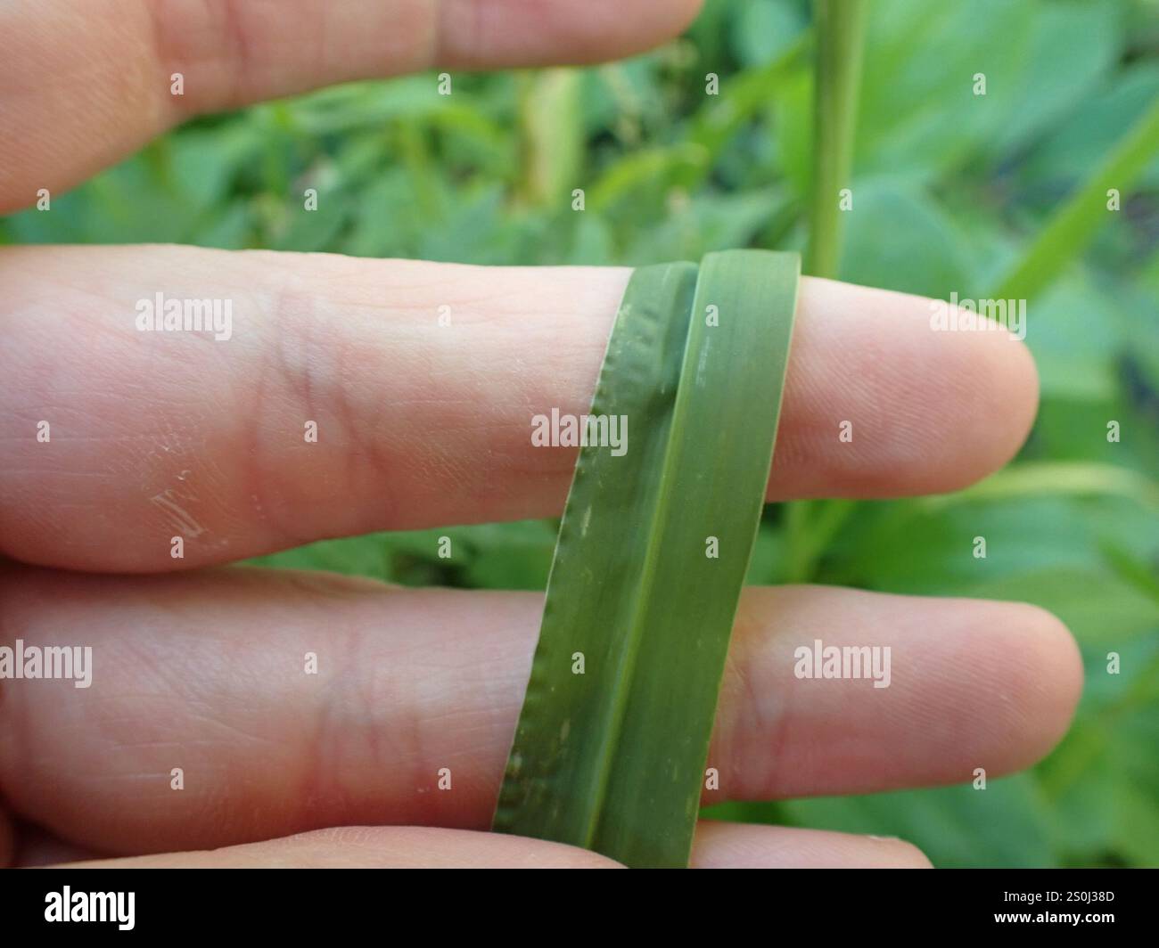 Barnyard Grasses (Echinochloa Stock Photo - Alamy
