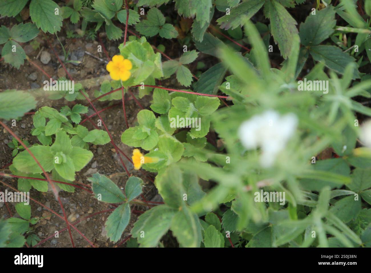 musk monkeyflower (Erythranthe moschata Stock Photo - Alamy