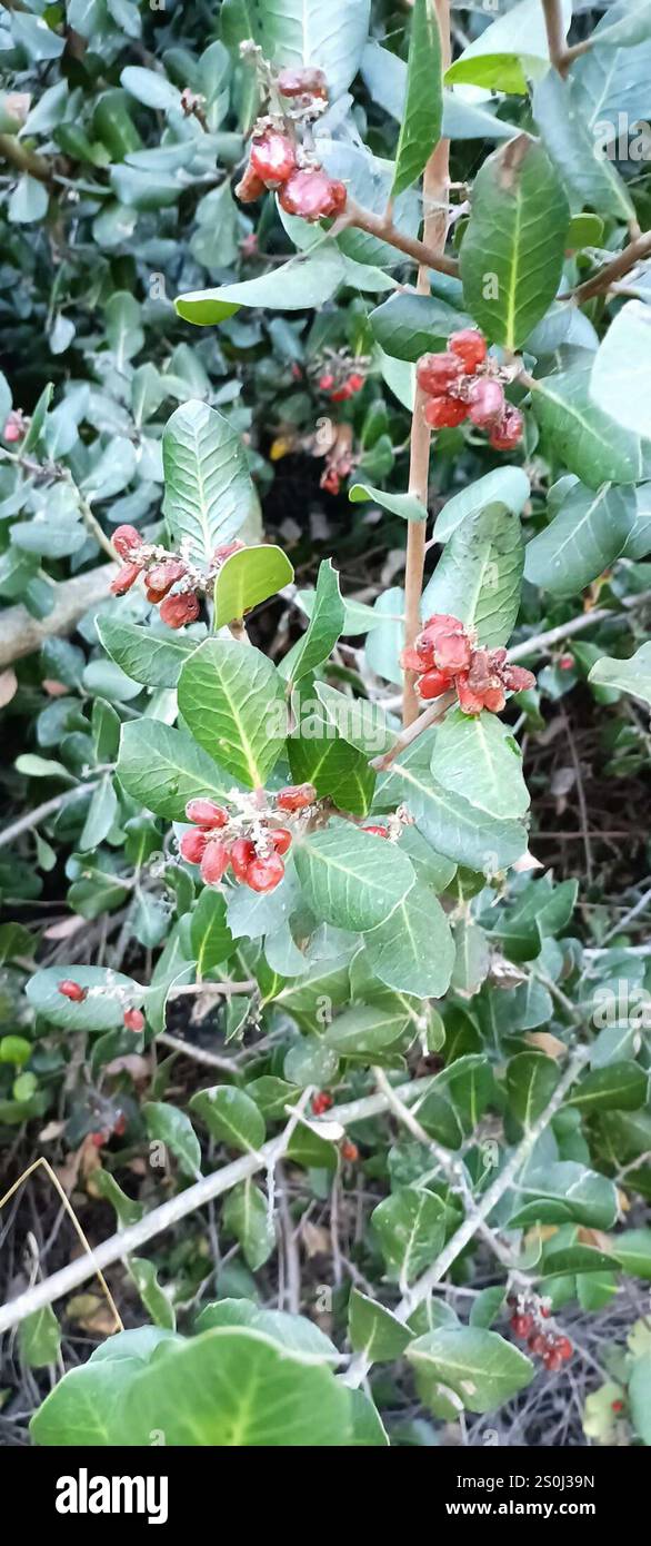 lemonade berry (Rhus integrifolia Stock Photo - Alamy