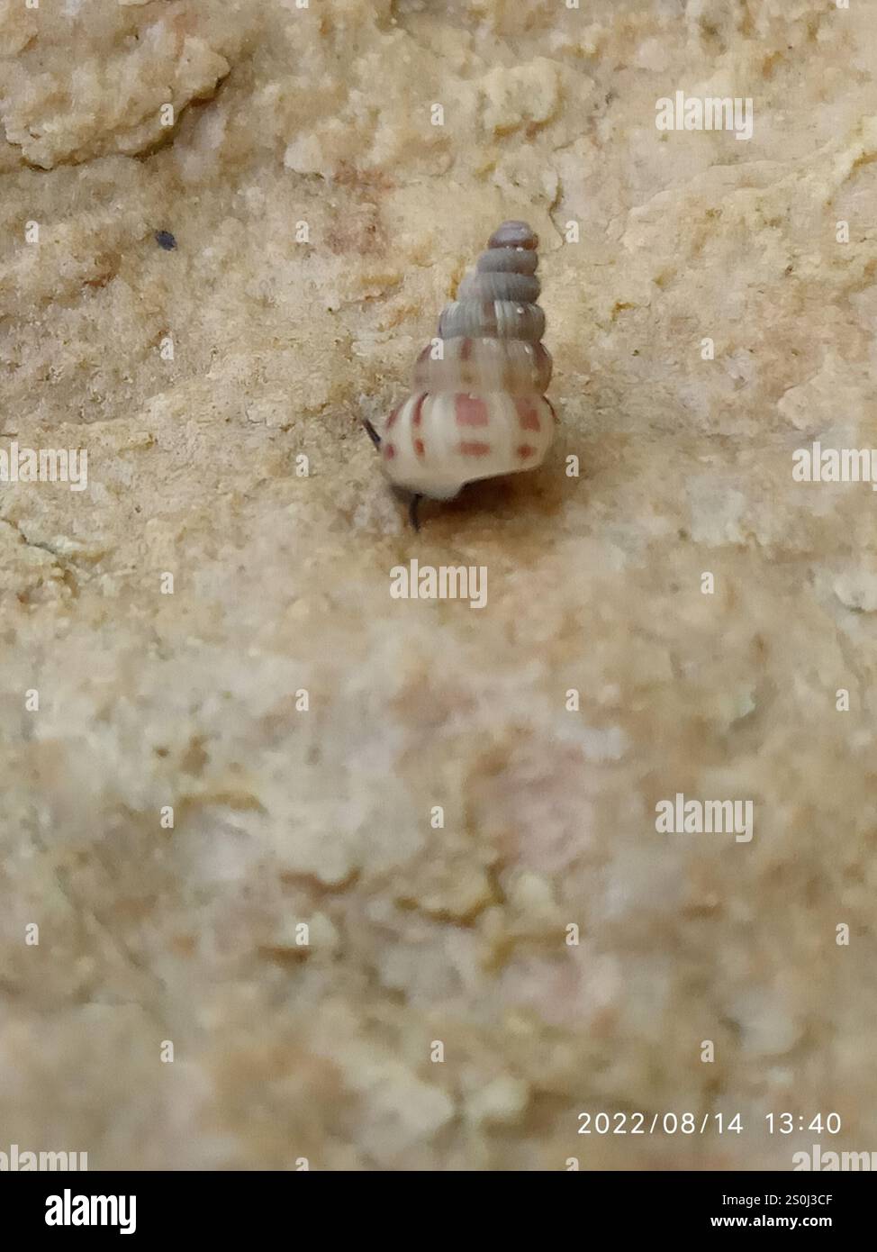 Small Cochlostoma (Cochlostoma septemspirale Stock Photo - Alamy