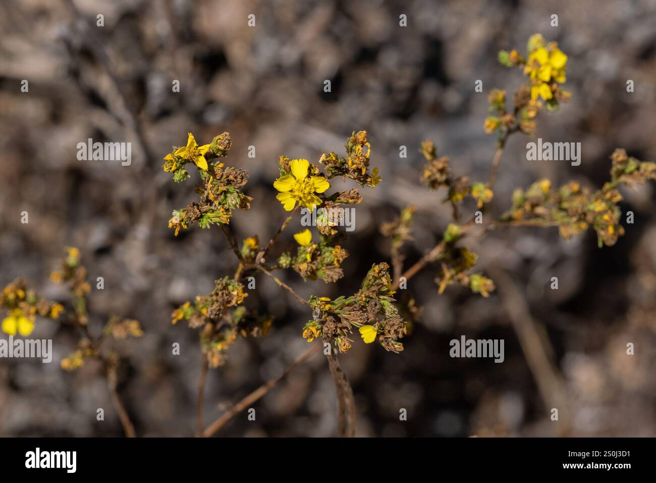 Clustered Tarweed (Deinandra fasciculata Stock Photo - Alamy