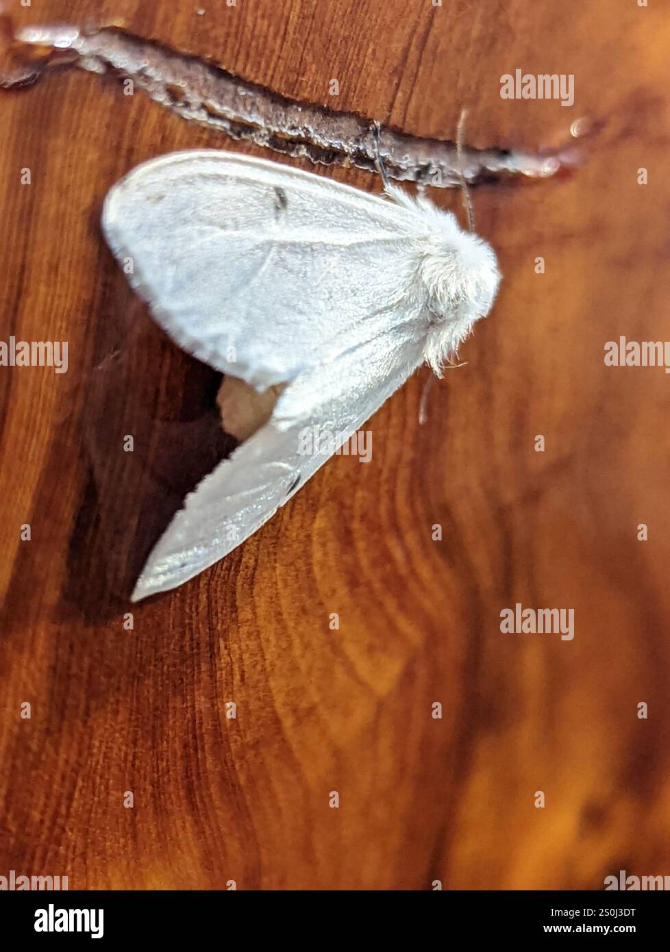 Water Ermine (Spilosoma urticae Stock Photo - Alamy