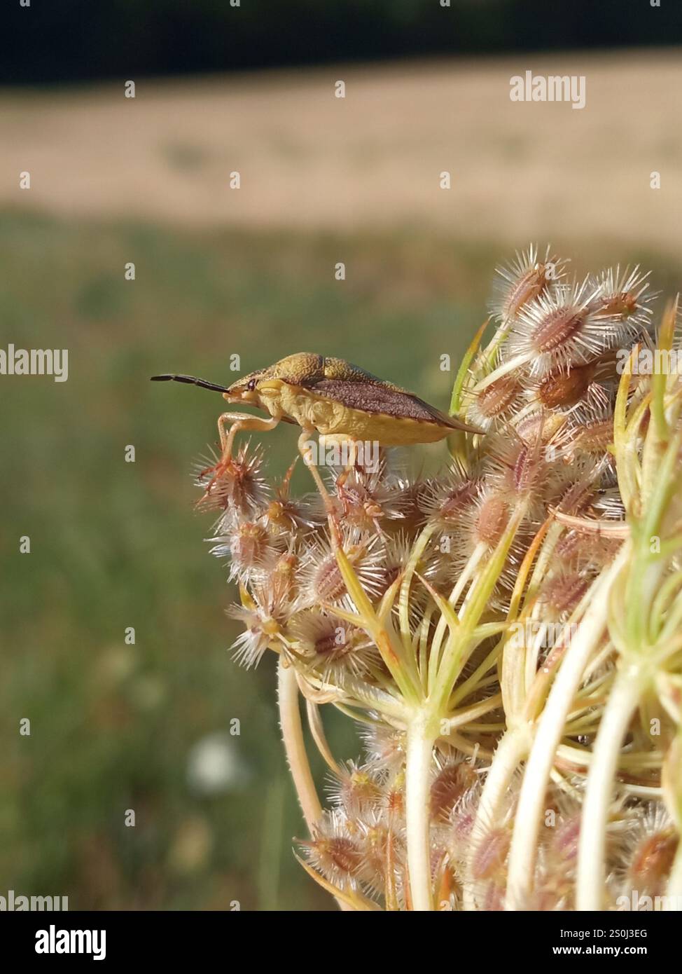 Black-shouldered Shieldbug (Carpocoris purpureipennis Stock Photo - Alamy