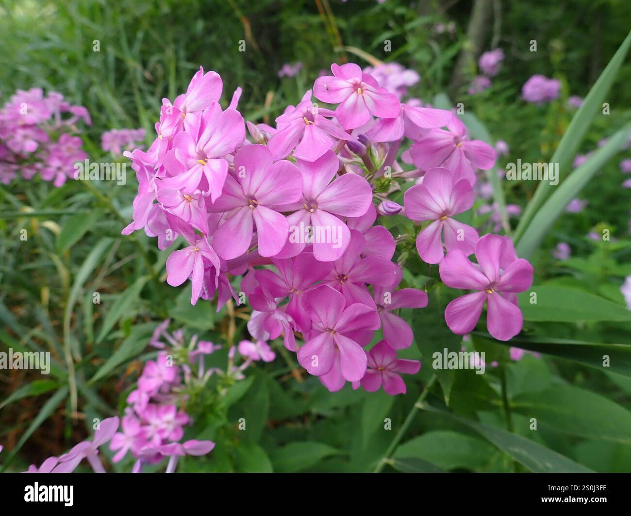 fall phlox (Phlox paniculata Stock Photo - Alamy