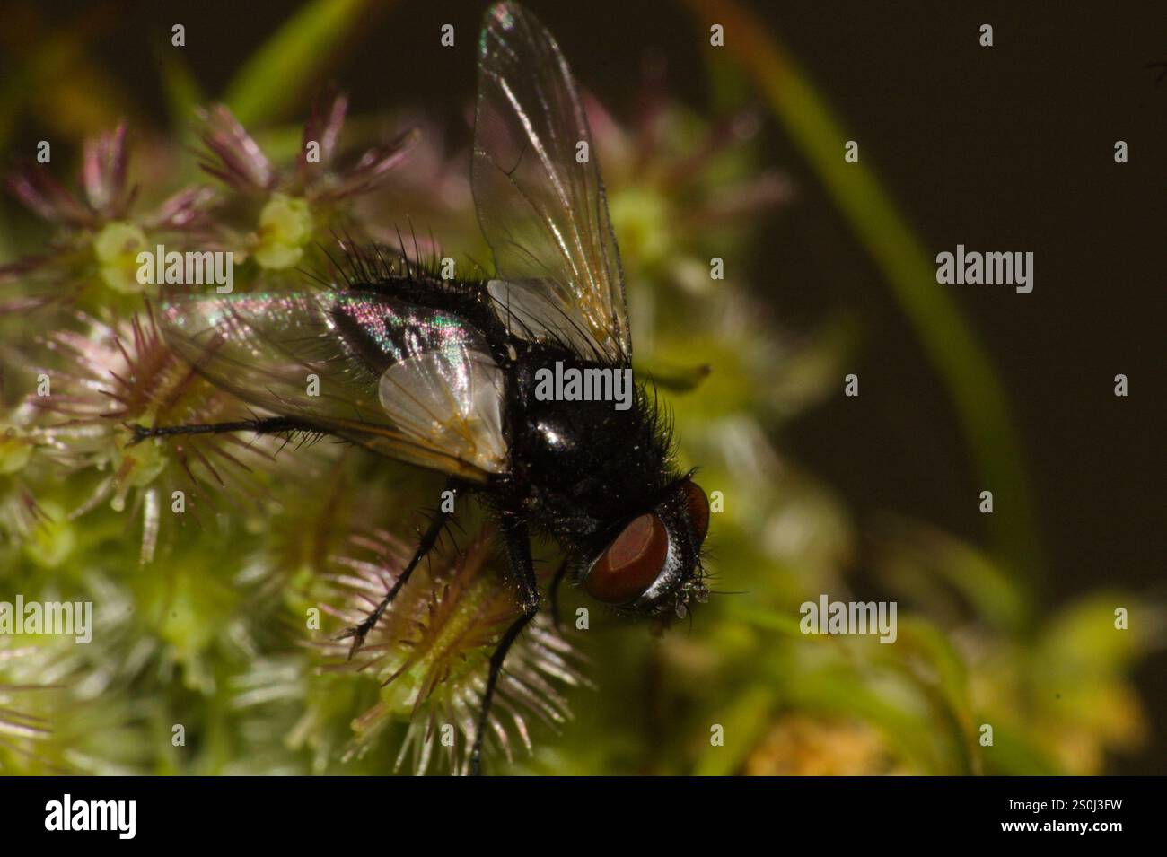 Leucostoma hi-res stock photography and images - Alamy