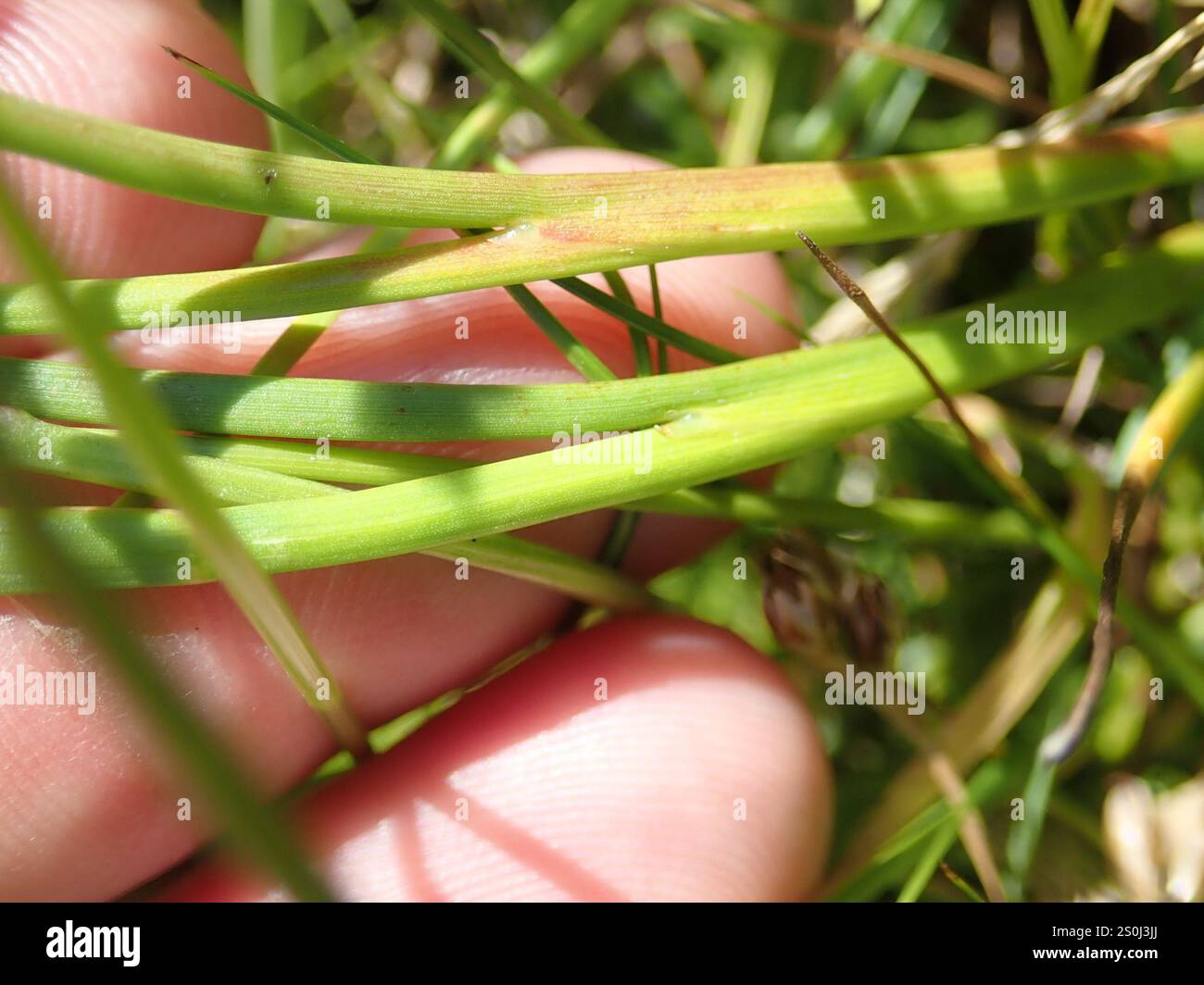 Jointed rush (Juncus articulatus Stock Photo - Alamy