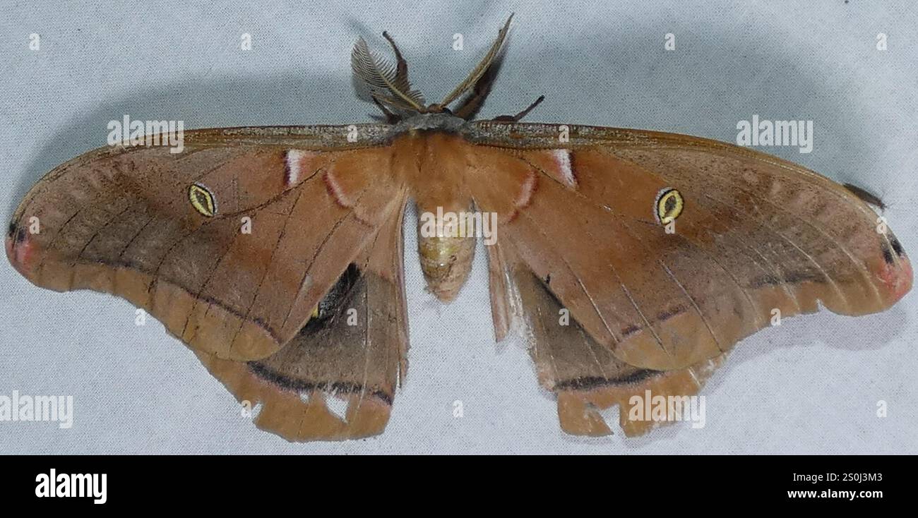 Polyphemus Moth (Antheraea polyphemus Stock Photo - Alamy