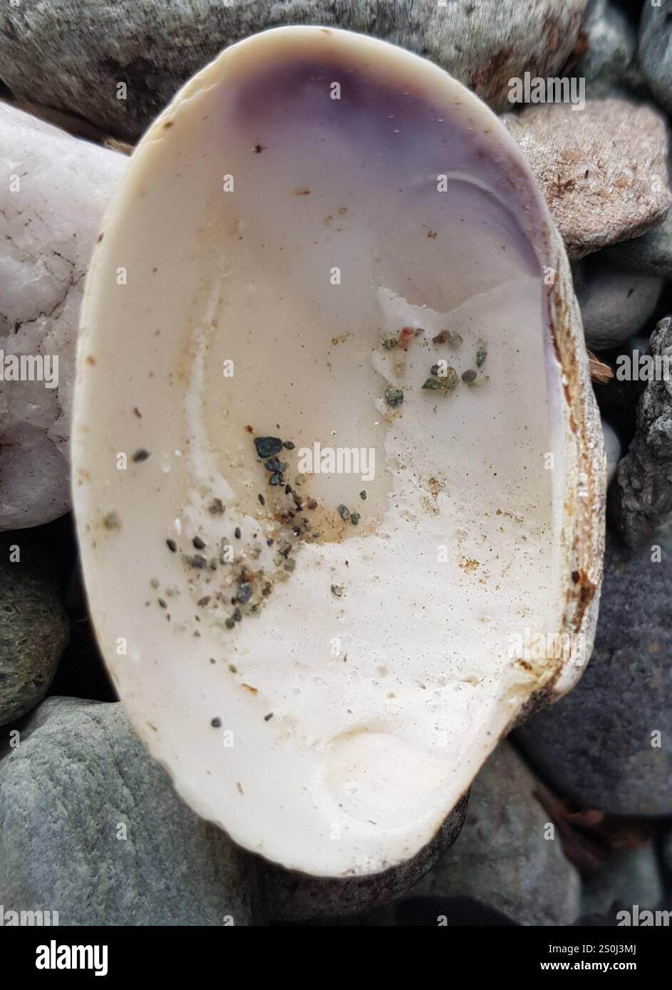 Pullet Carpet Shell (Venerupis corrugata Stock Photo - Alamy