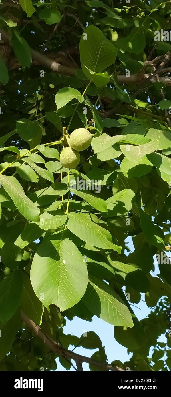 Persian walnut (Juglans regia Stock Photo - Alamy