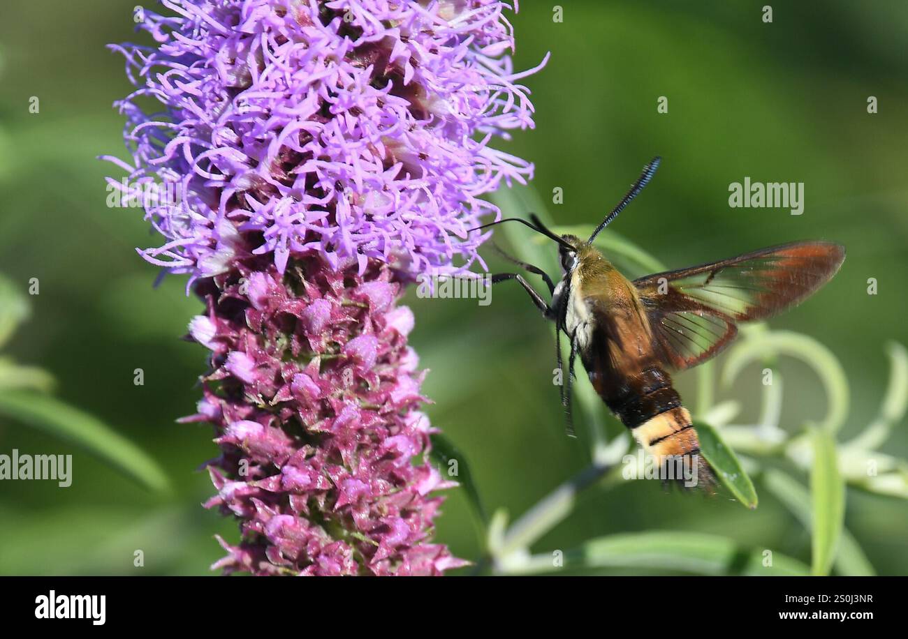 Snowberry Clearwing (Hemaris diffinis Stock Photo - Alamy