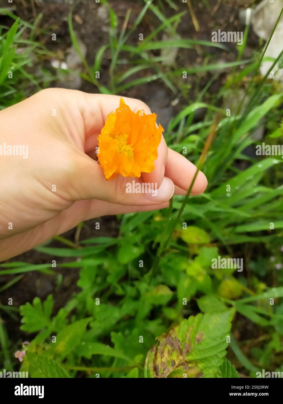 Ice Poppy (Oreomecon crocea Stock Photo - Alamy