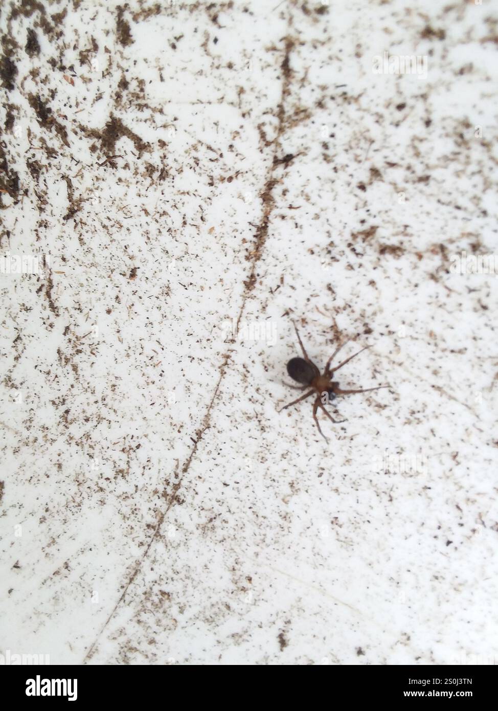 South American Toothed Hacklemesh Weaver (Metaltella simoni Stock Photo ...