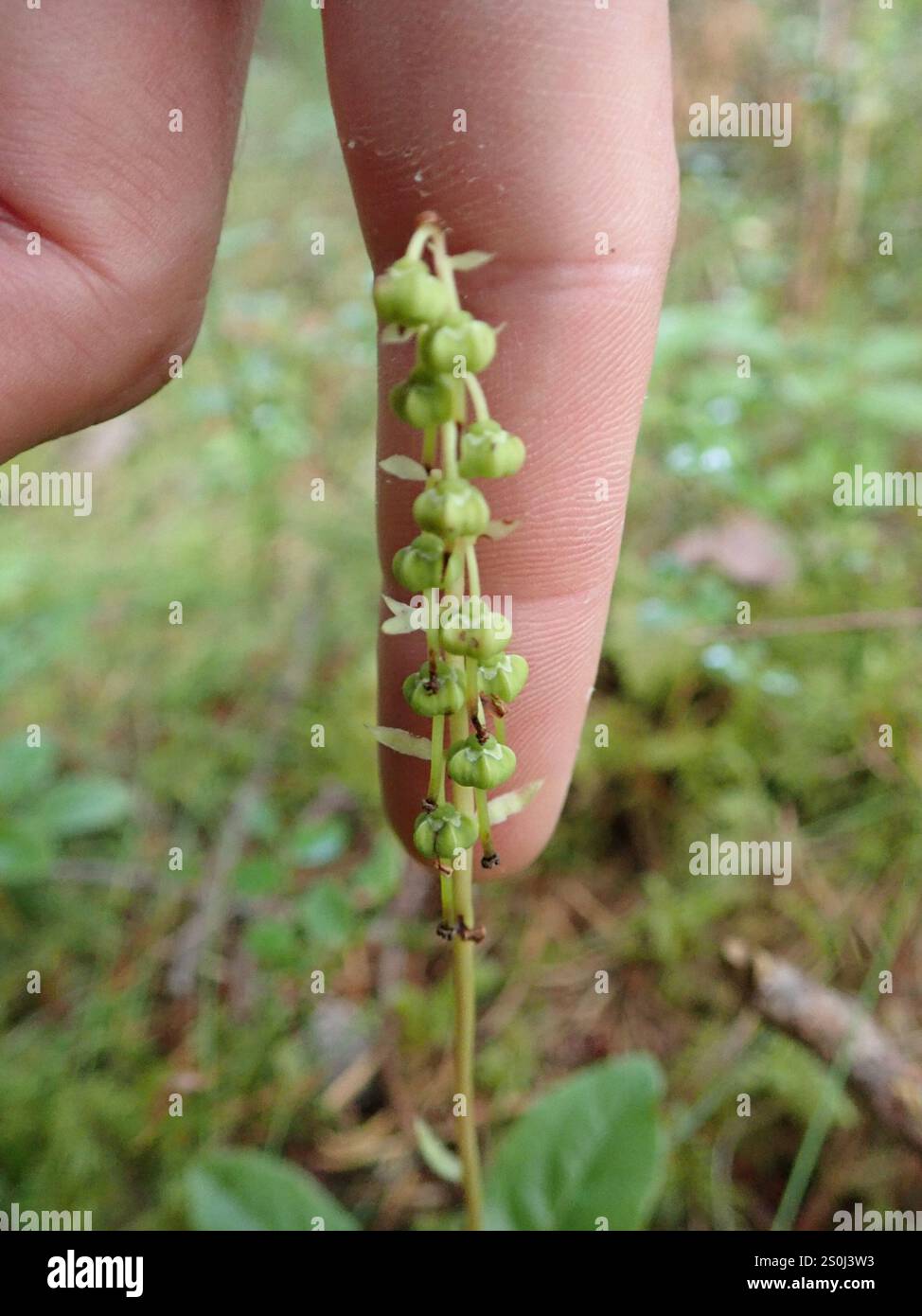 one-sided wintergreen (Orthilia secunda Stock Photo - Alamy