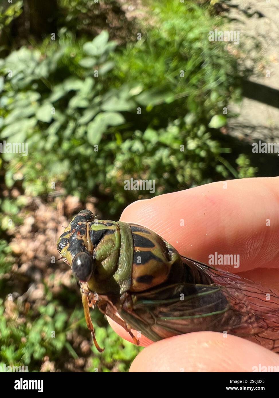 Eastern Scissors Grinder Cicada (Neotibicen winnemanna Stock Photo - Alamy