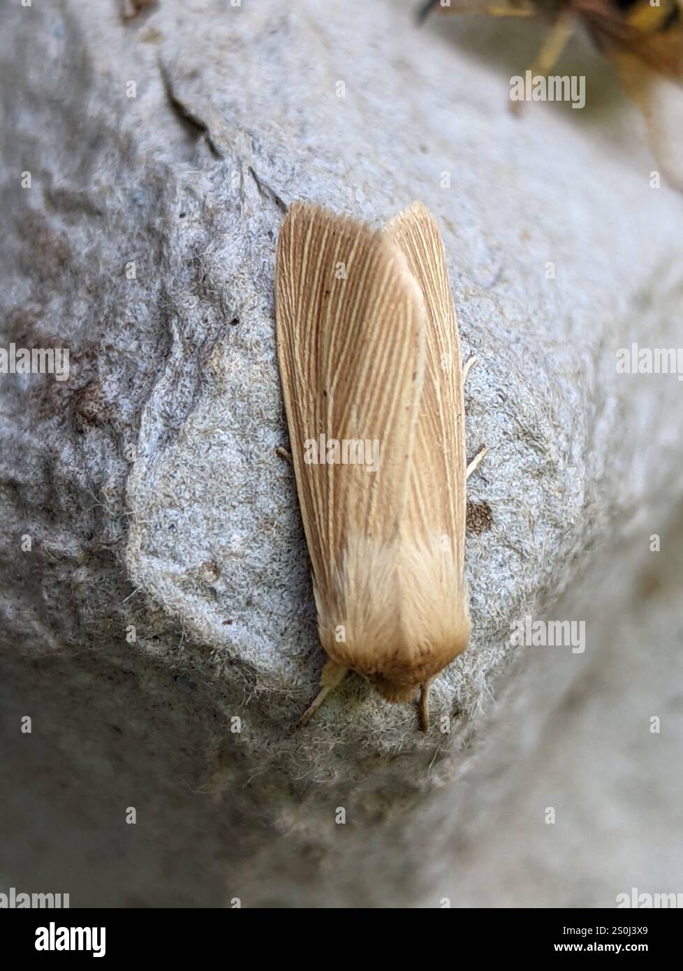 Common Wainscot (Mythimna pallens Stock Photo - Alamy