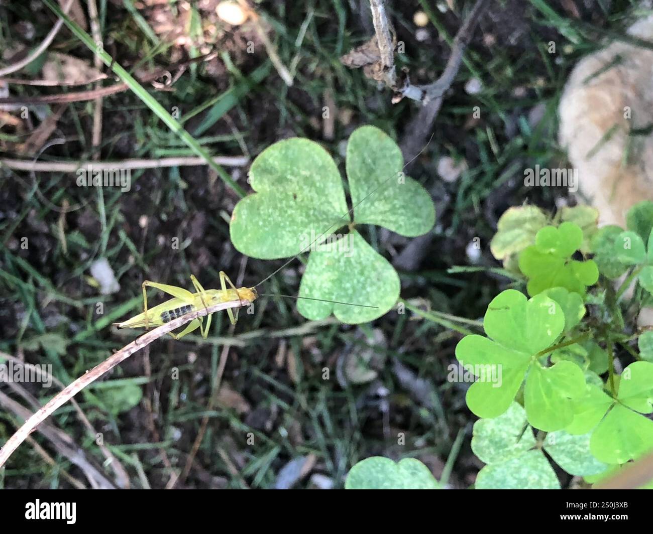 Common Tree Crickets (Oecanthus Stock Photo - Alamy