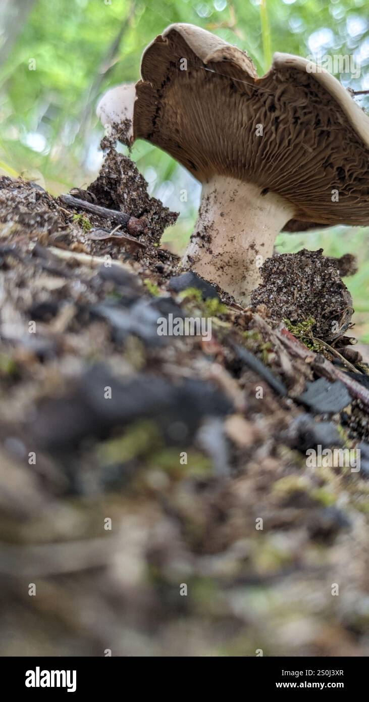 Russula brevipes hi-res stock photography and images - Alamy